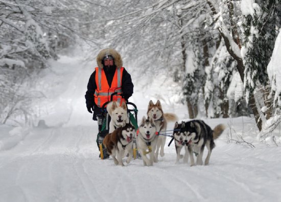 Winter Sports Guide: Mushing in Maryland