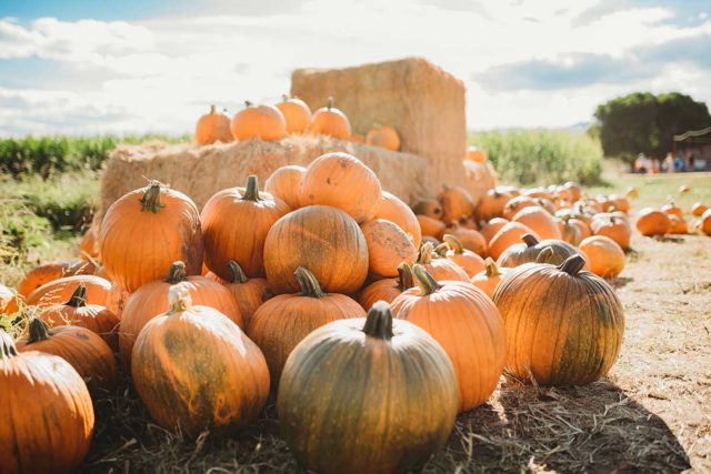 These Amazing Fall Festivals Are Coming to Northern Virginia