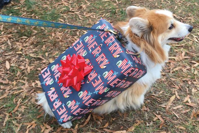 The Most Adorable Corgis Will Star in the Famed Middleburg Christmas Parade