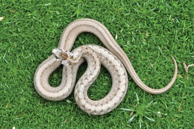 Snakes: Do You Know Which Ones are Venomous in NoVA?