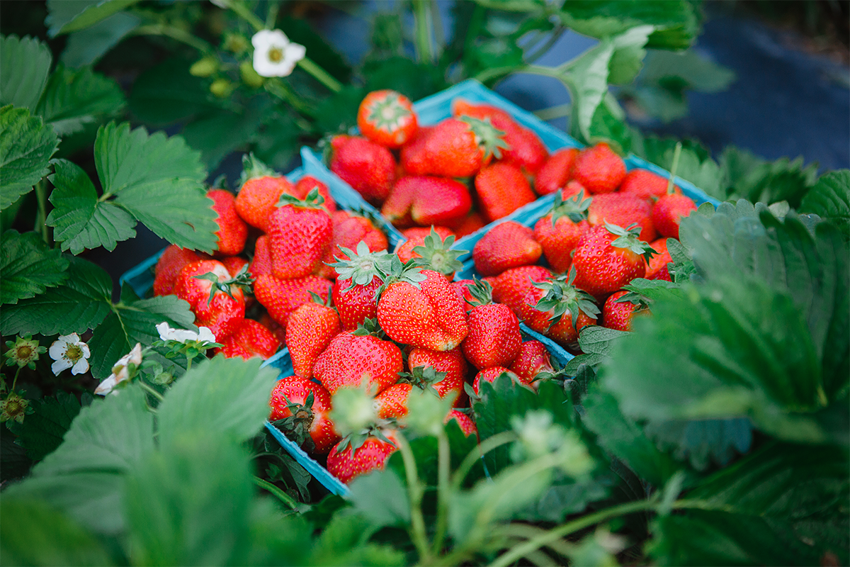 Virginia's Strawberry Season: Time to Pick Berries