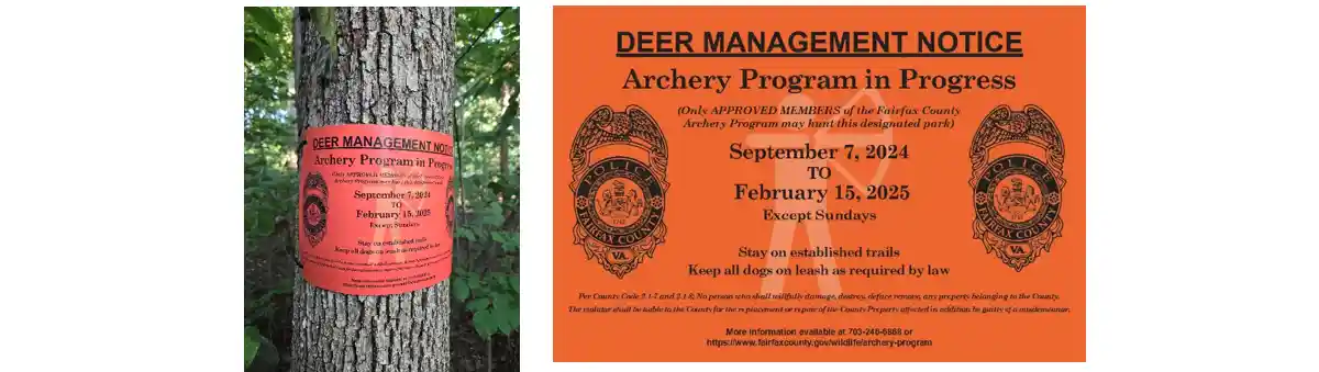 Bowhunters Begin Reducing Fairfax County’s Deer Population
