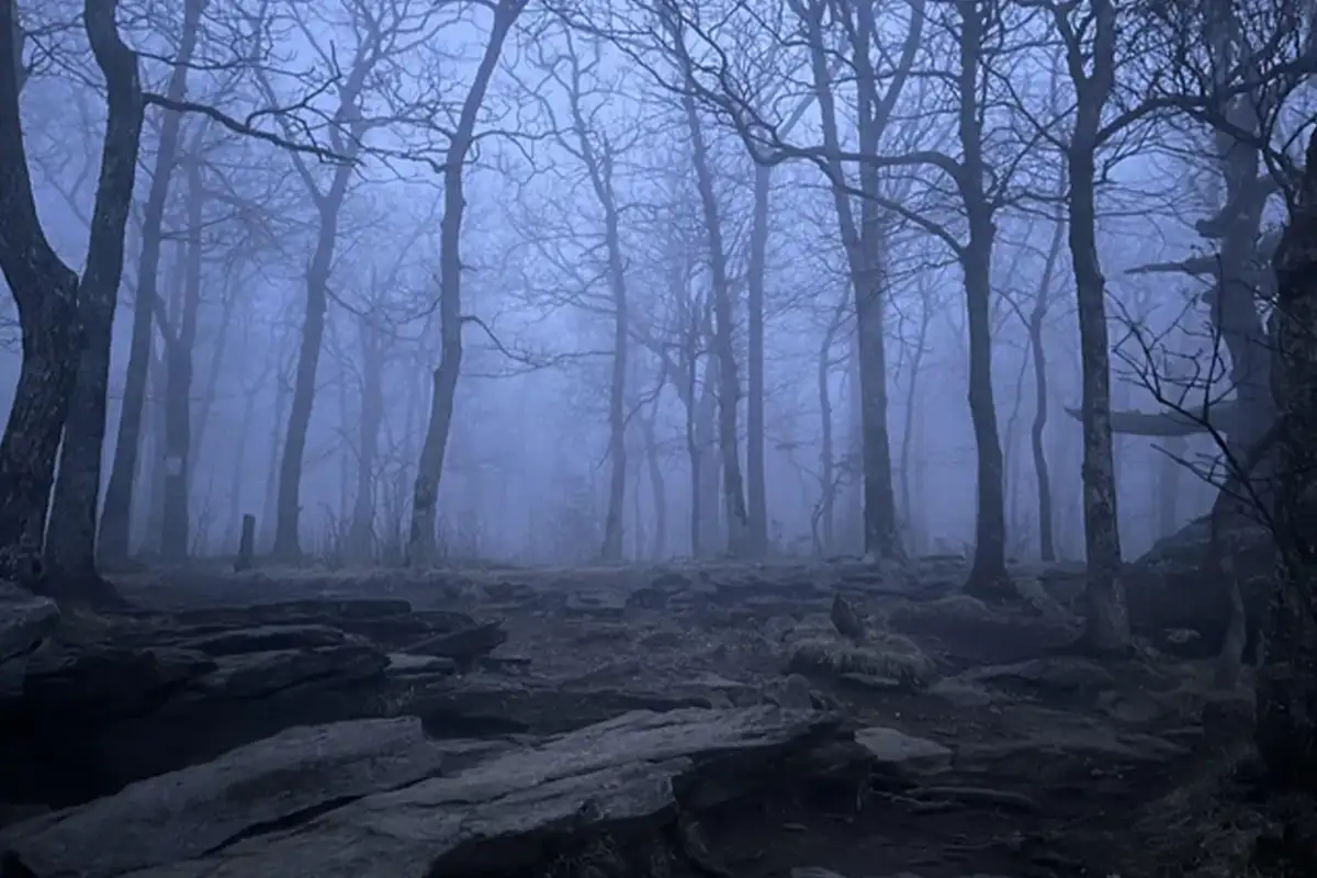 Haunted Trail Background