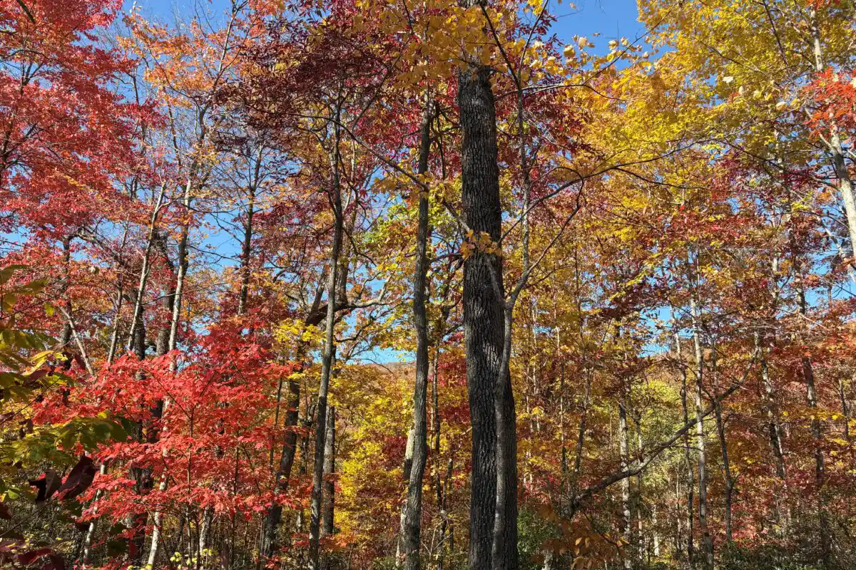 Fall Foliage Peak Is Here in Virginia’s Highest Elevations