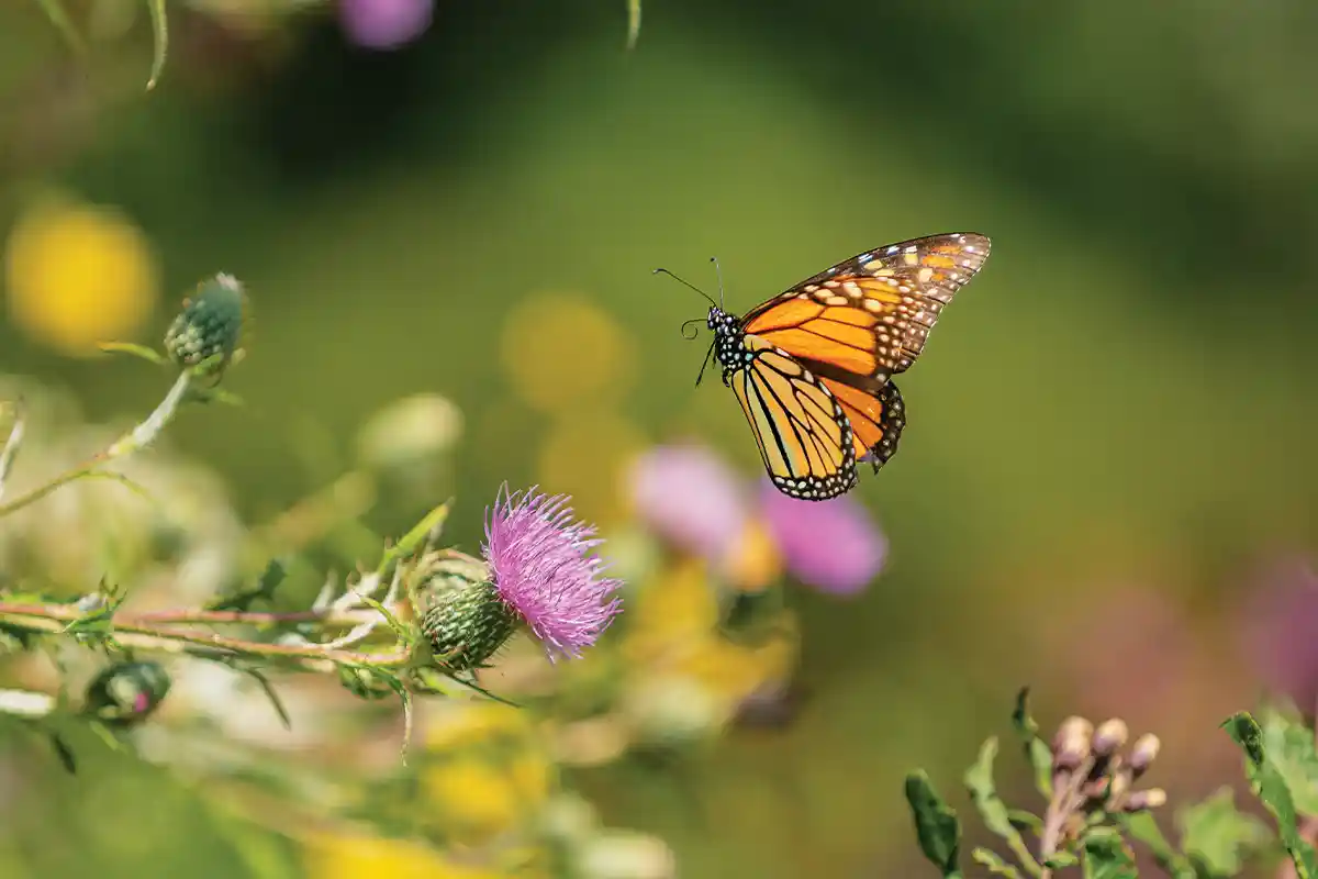 Why You Need to Include Native Plants in Your NoVA Garden