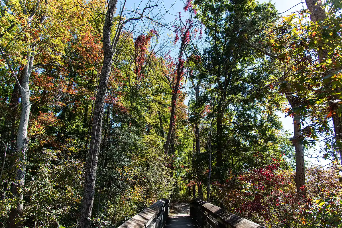 Fall Foliage Peak Is Here in Virginia’s Highest Elevations