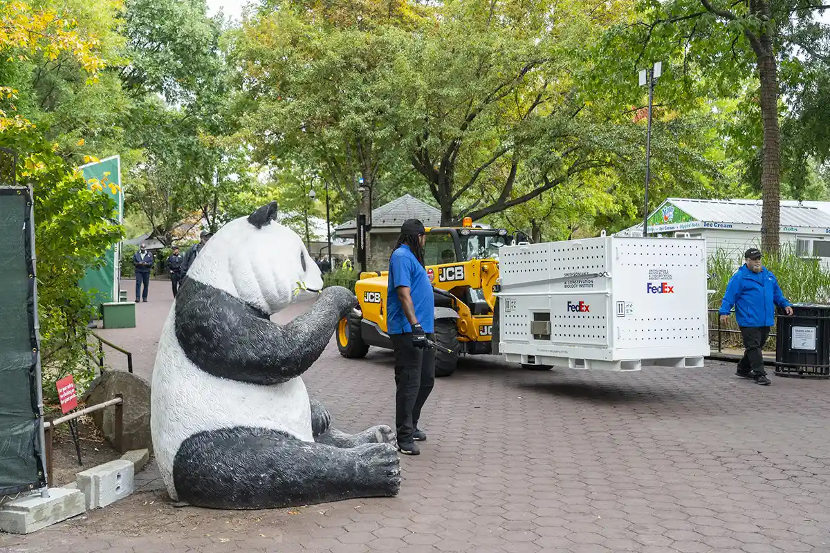 Giant Pandas Bao Li and Qing Bao Land in U.S. Today
