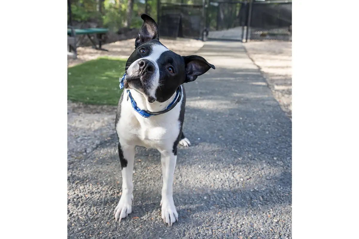 Meet 8 Adoptable Pets in Northern Virginia Shelters