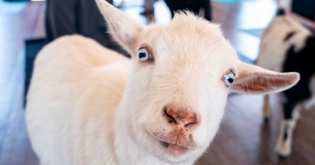 Bring the Whole Herd for a Round of Goat Bingo