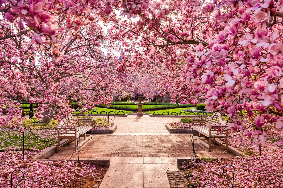 Magnolia Trees at the Smithsonian Garden Reach Peak Bloom