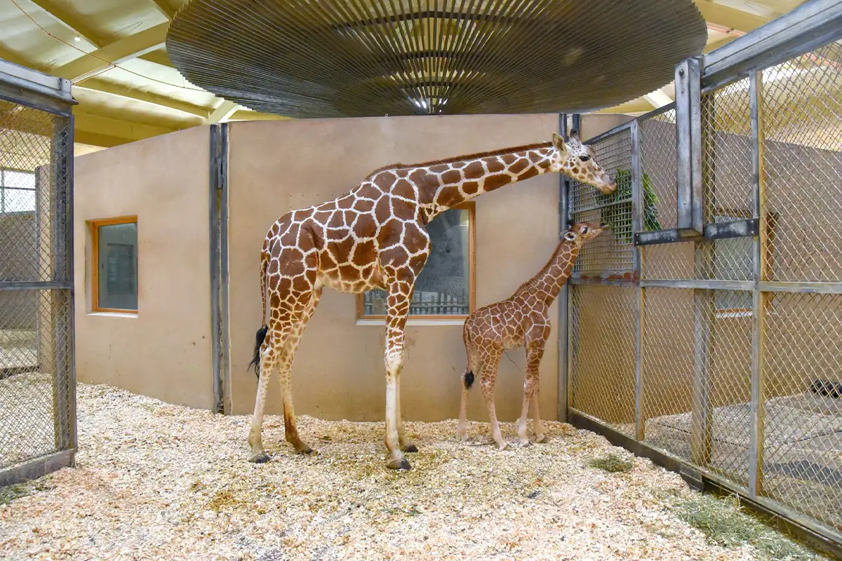 Get a Sneak Peek at Maryland Zoo’s New Baby Giraffe