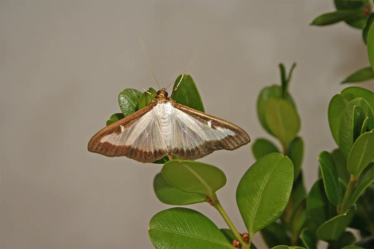 Box Tree Moths Have Made Their Way to Northern Virginia