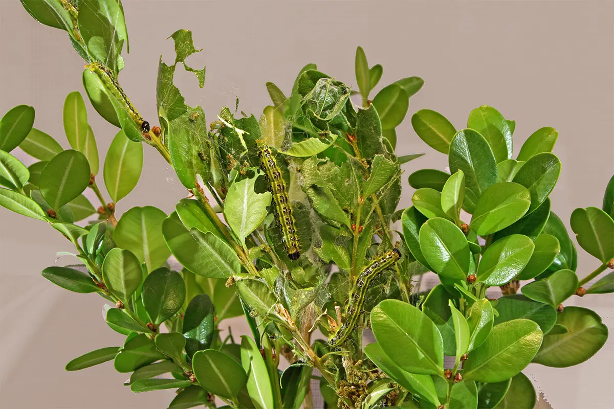 Box Tree Moths Have Made Their Way to Northern Virginia