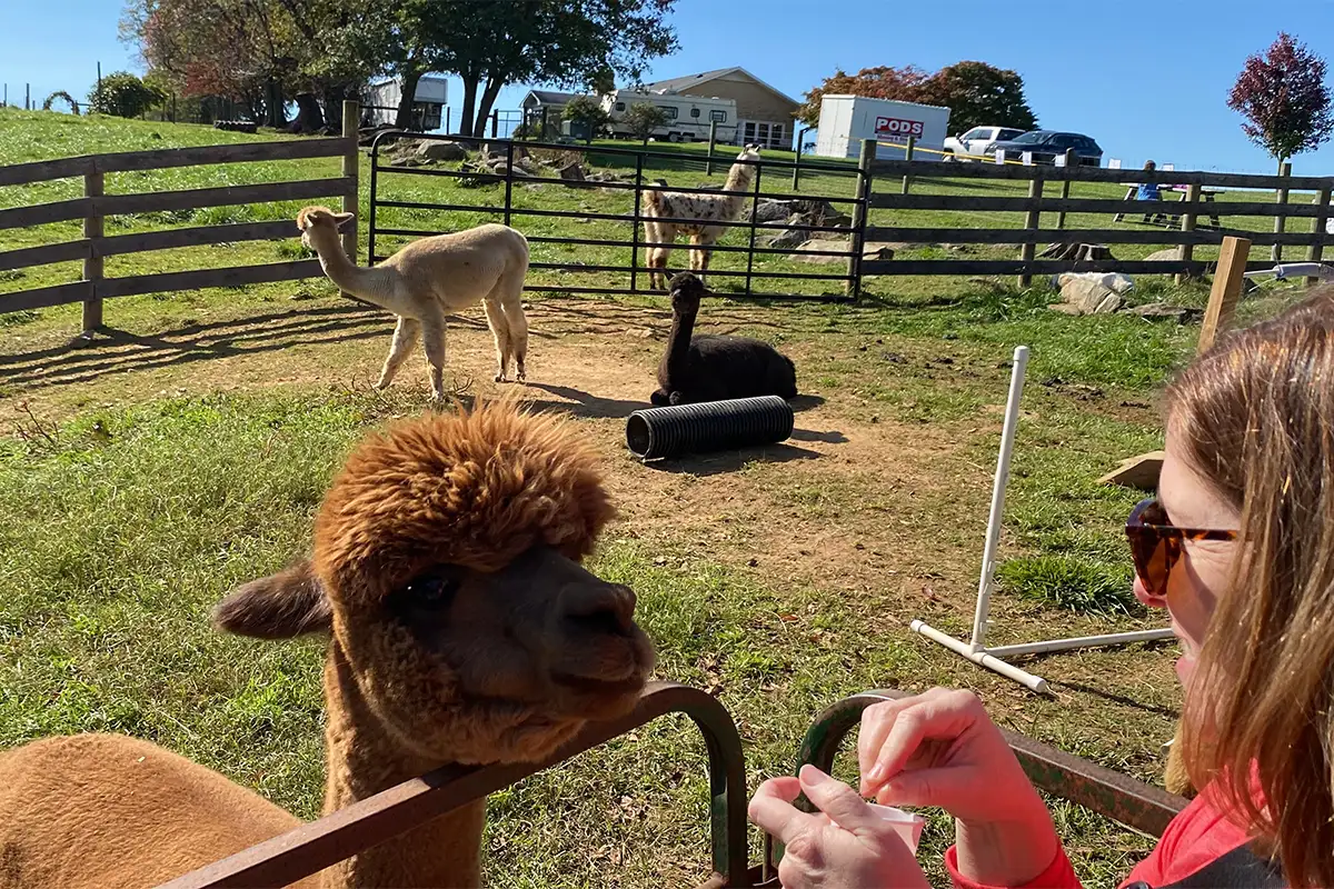 Leesburg's Morven Park Hosts World-Class Equestrian Competition