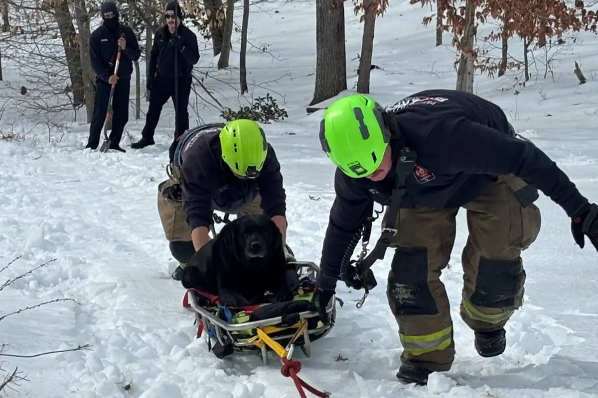 Firefighters Rescue Dog from Icy Embankment