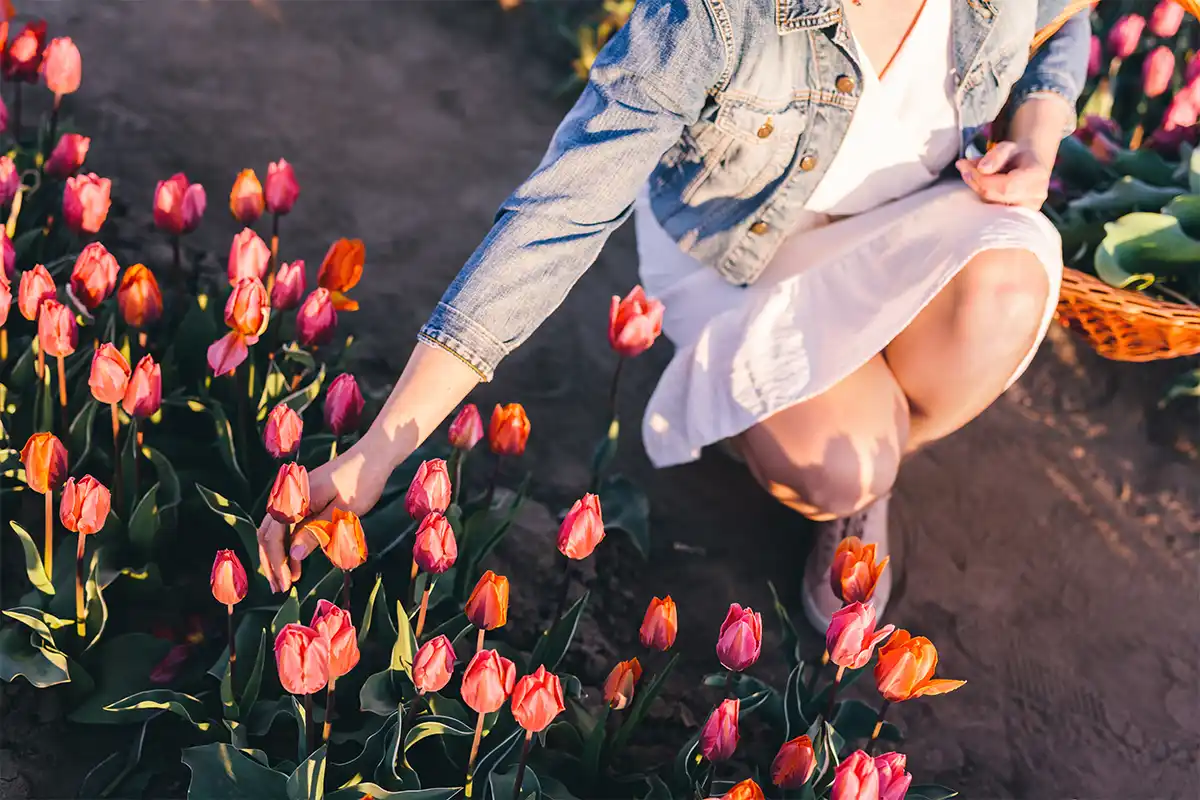 Loudoun County Farm Adds a Pick-Your-Own Tulip Experience